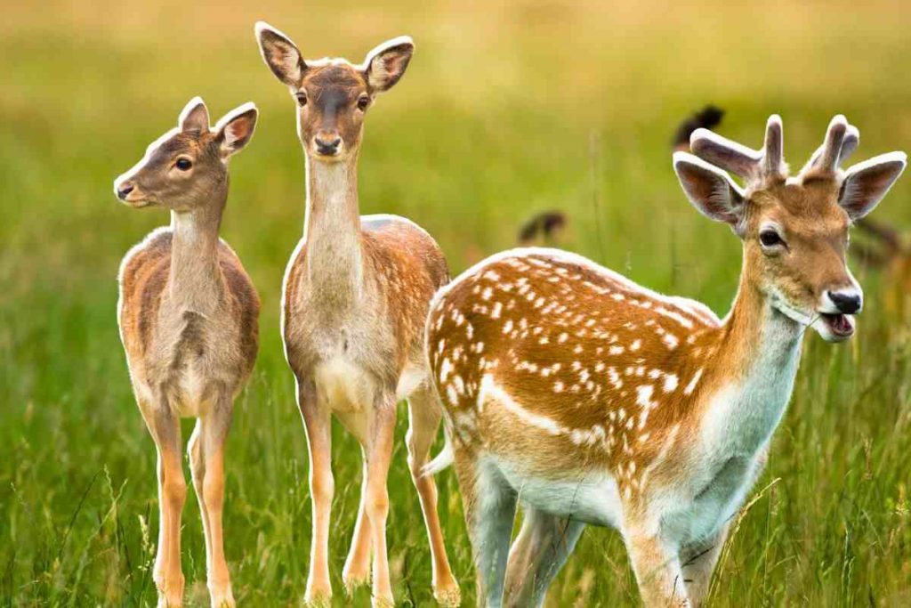 Fare una passeggiata tra daini e cervi, qui è possibile: è un borgo ...
